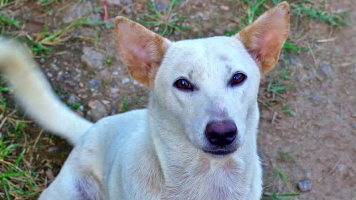 Your Dog Could Be Feeling Jealous, and This Common Behavior Is Giving ...