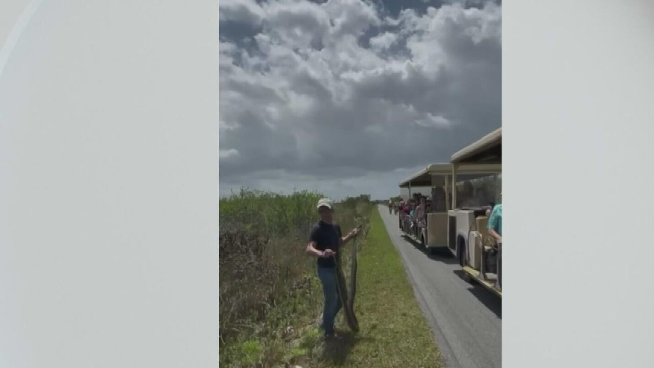 Judge dismissed case against wildlife enthusiast for handling python