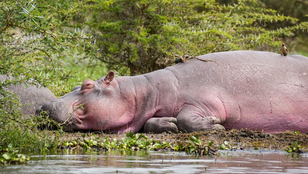 Hippos: Size, behavior, and conservation