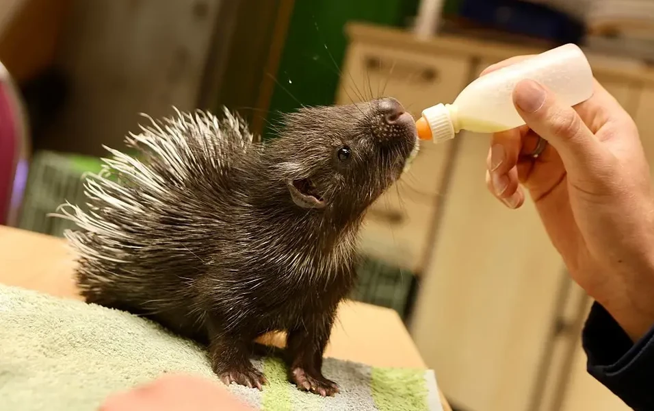 Porcupine life from quills to dinner plates
