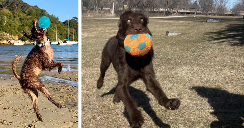 22 Puplifting Pupper Pics of the Doggos for whom ‘Ball = Life’