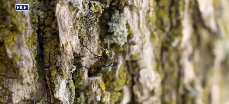 Invasive beetle threatens ash trees in three Texoma counties