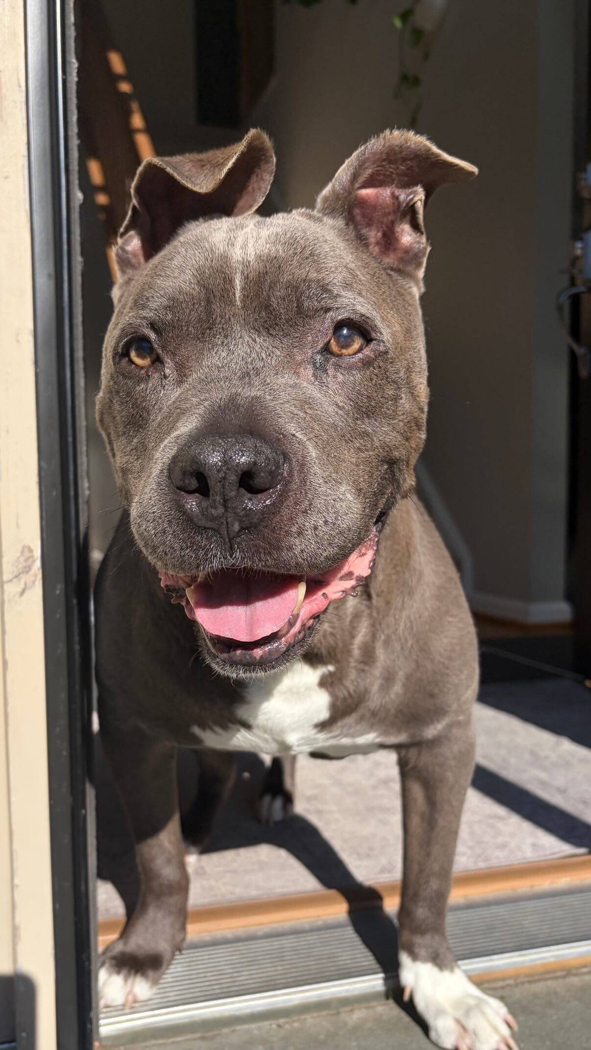 Dog given 6 months to live is 'reverse aging' thanks to weekly ice cream