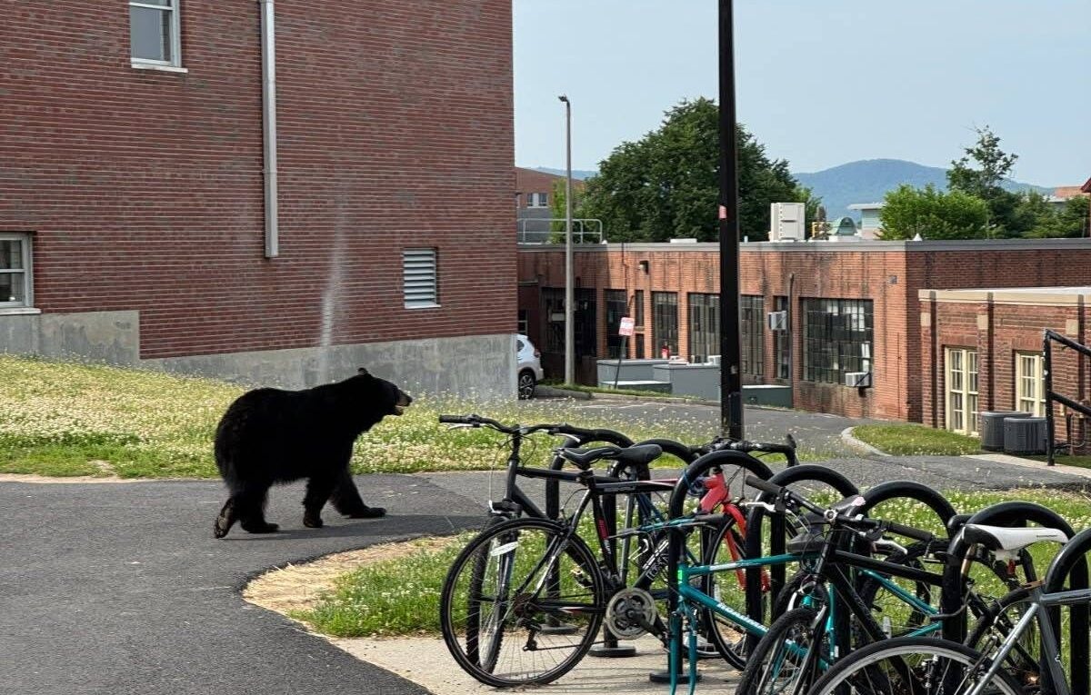 So long, 'ZooMass': Black bear gets the boot from UMass Amherst campus