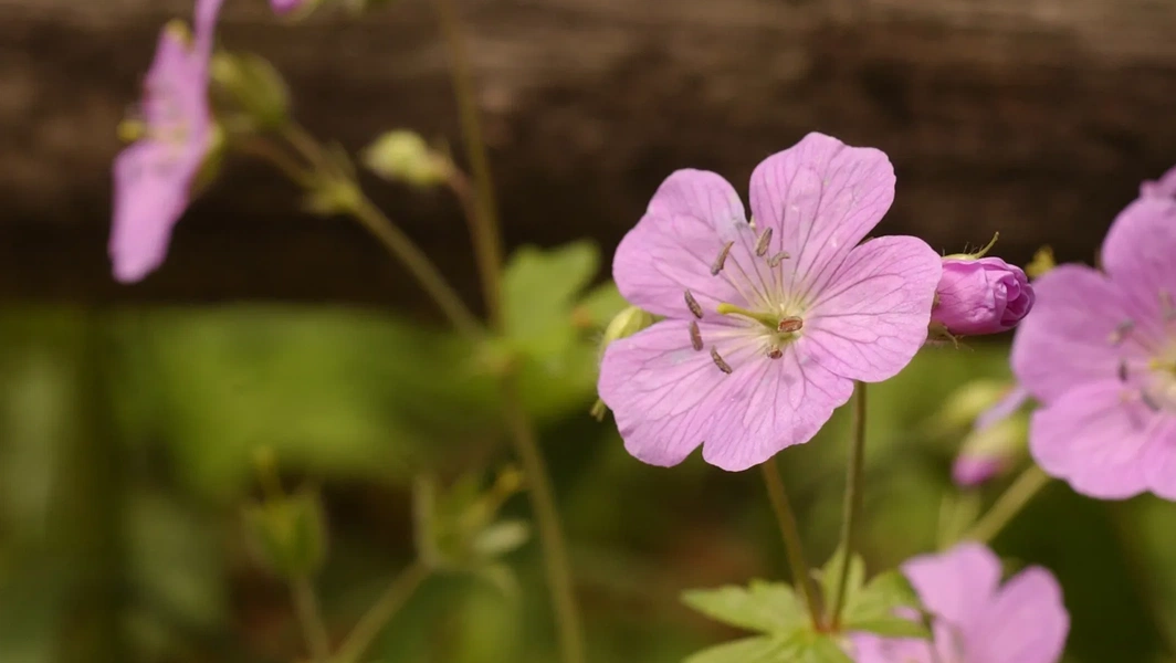 9 colorful and practical ground covers for flower beds