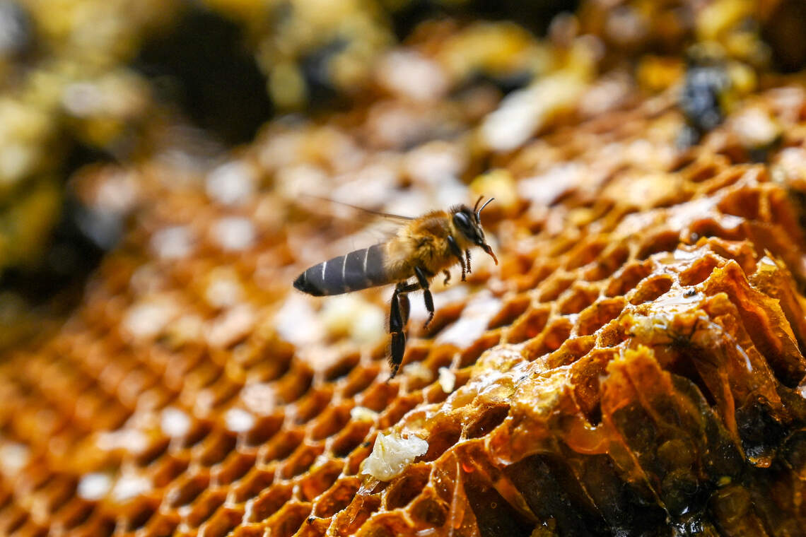 Honey is the home fragrance trend defining 2026 and here are 8 gorgeous ...