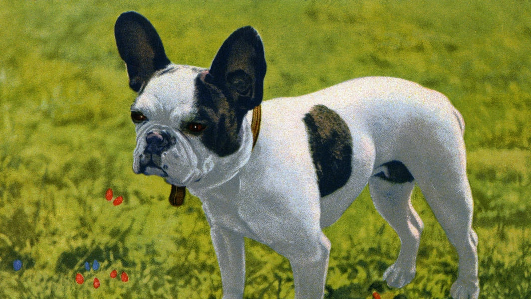 Frenchie love comes with hidden health costs