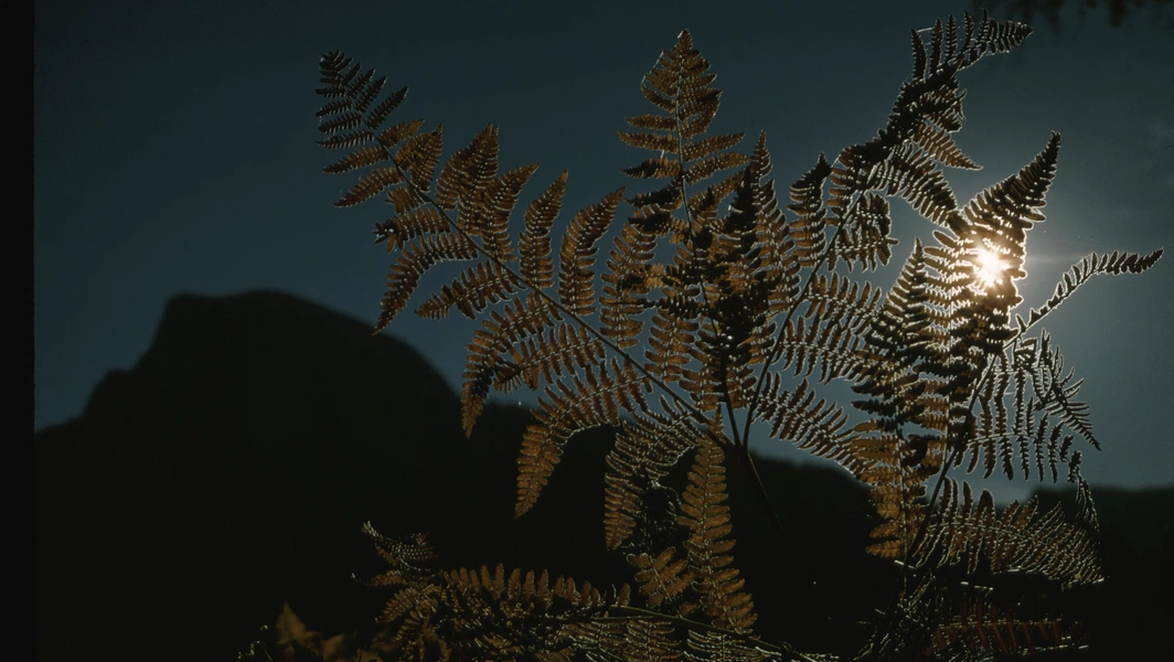 Boston fern care made simple for plant lovers