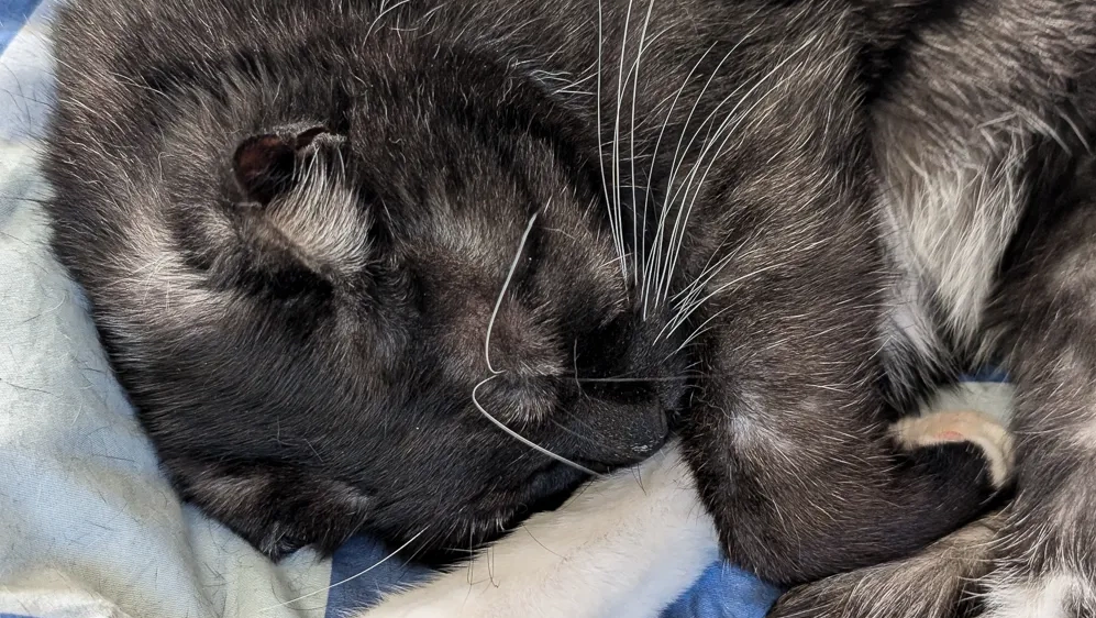 Understanding cat sleep positions and behavior