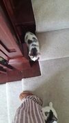 Kitten falls between stair railings