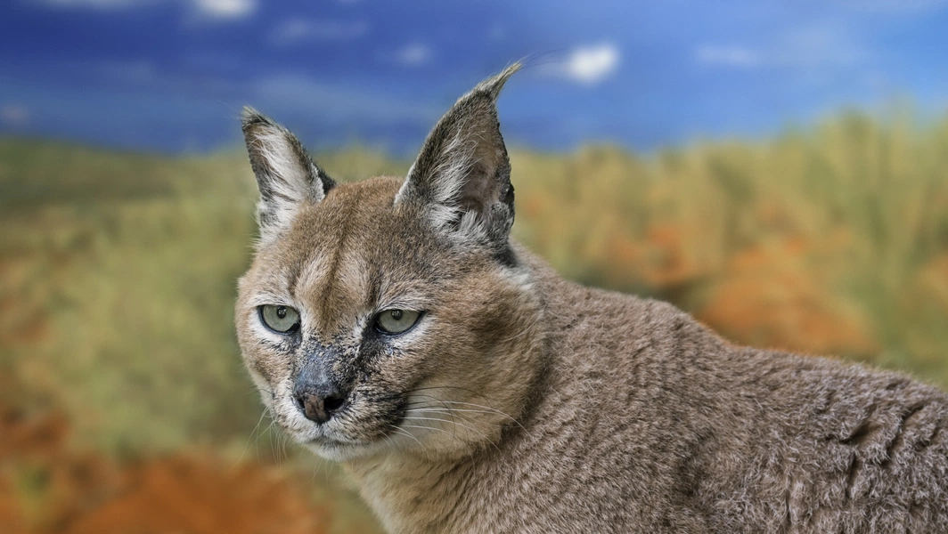 Rare caracal sighting in Kuno sparks conservation hopes