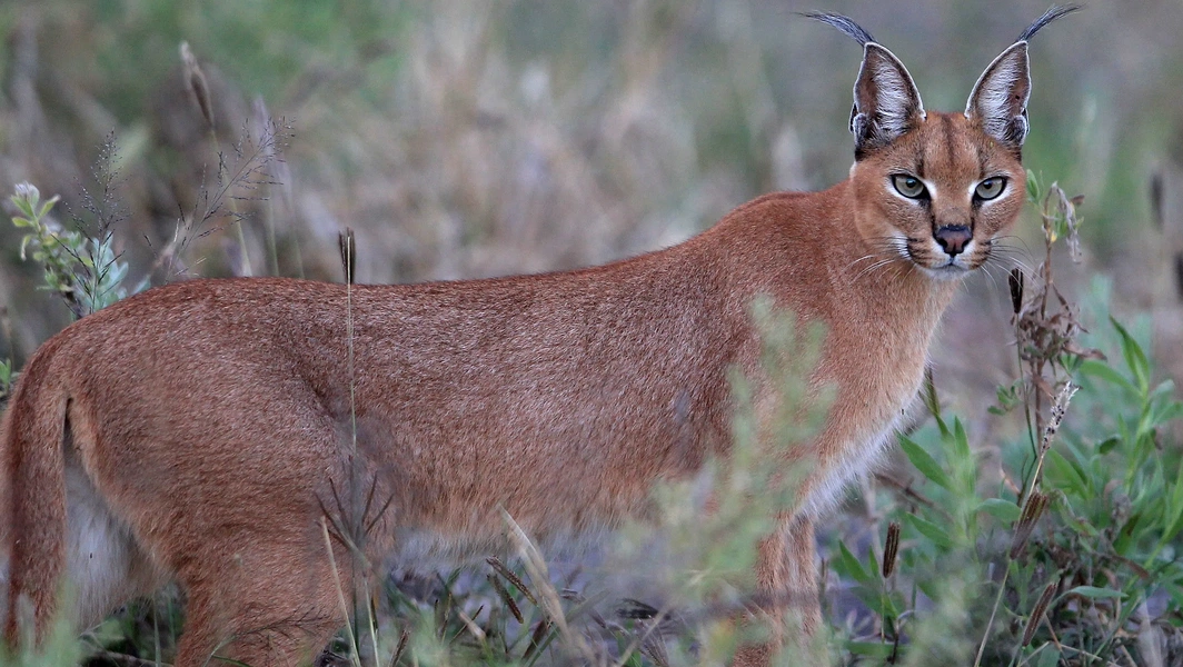 Rare caracal sighting in Kuno sparks conservation hopes