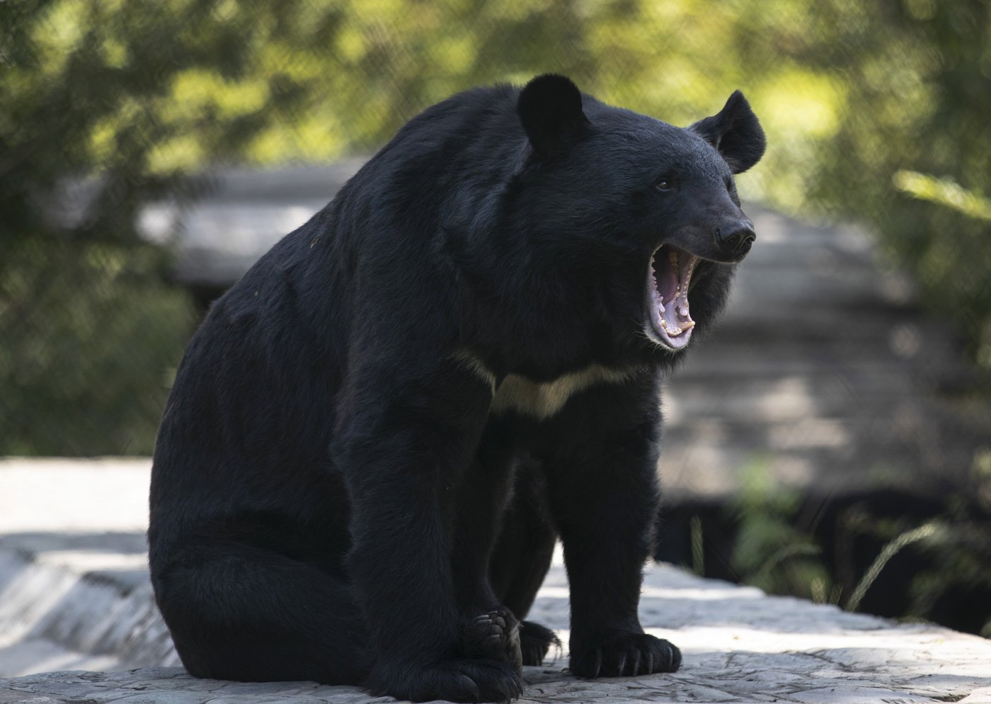 Conservation officers in BC remove metal stove pipe stuck on bear's head