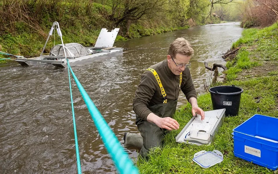 Study finds fish evolving in human-made rivers, reshaping conservation