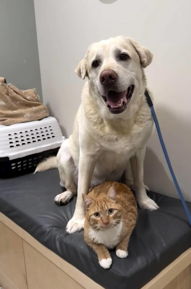 Loyal dog sits in the same spot each day — hoping his missing friend ...