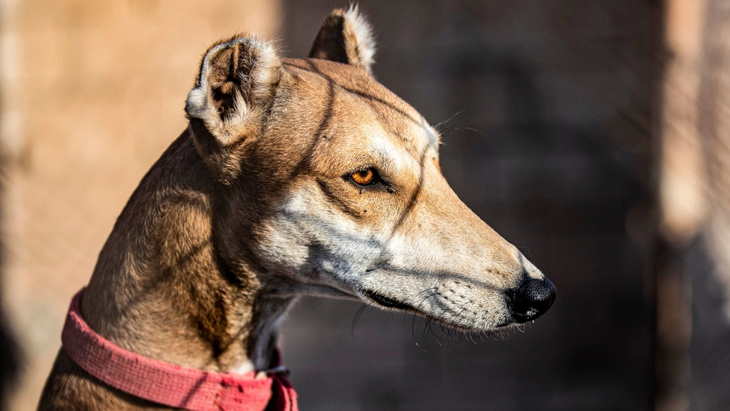 9 rare and overlooked dog breeds