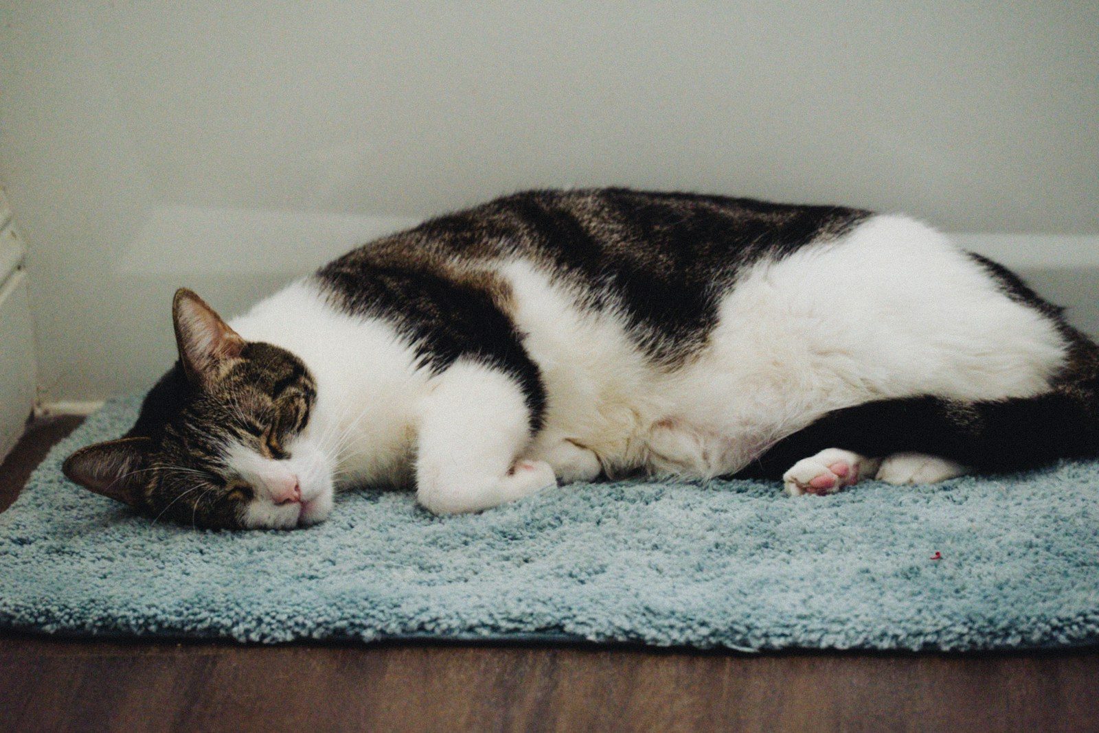 Why we cannot stop laughing at funny cats