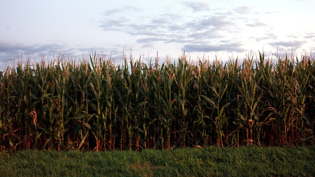 14 unique Amish traditions and customs