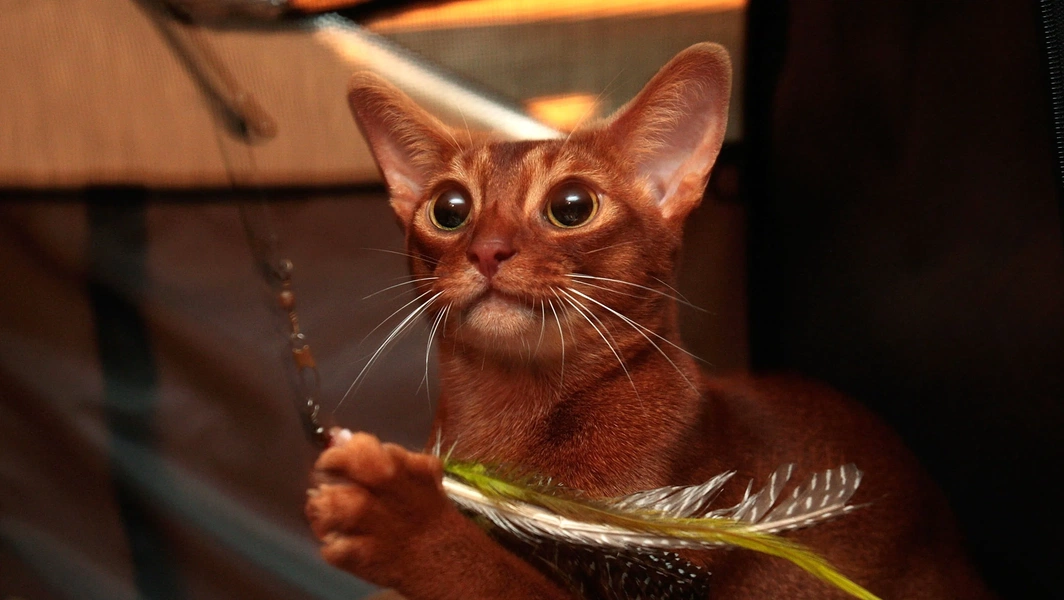 9 intelligent and playful cat breeds