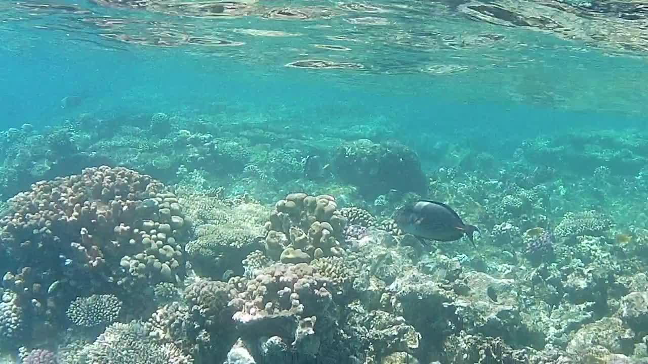 Red Sea chronicles: Life and light in Ras Mohammed National Park