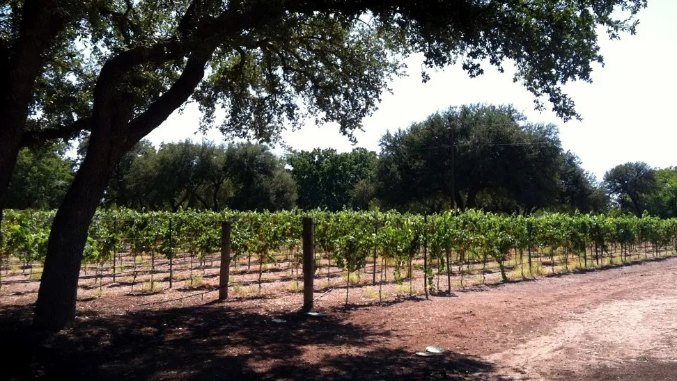9 Texas towns with unique culture, food, and scenery