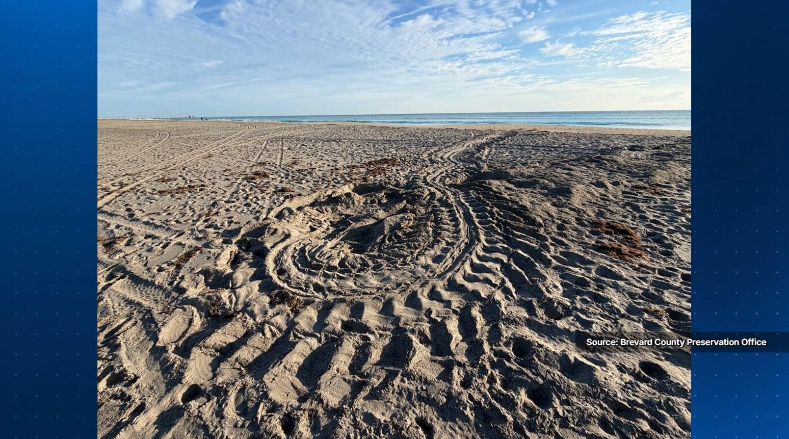 Volusia County sea turtle nesting season hits record high with 695 nests