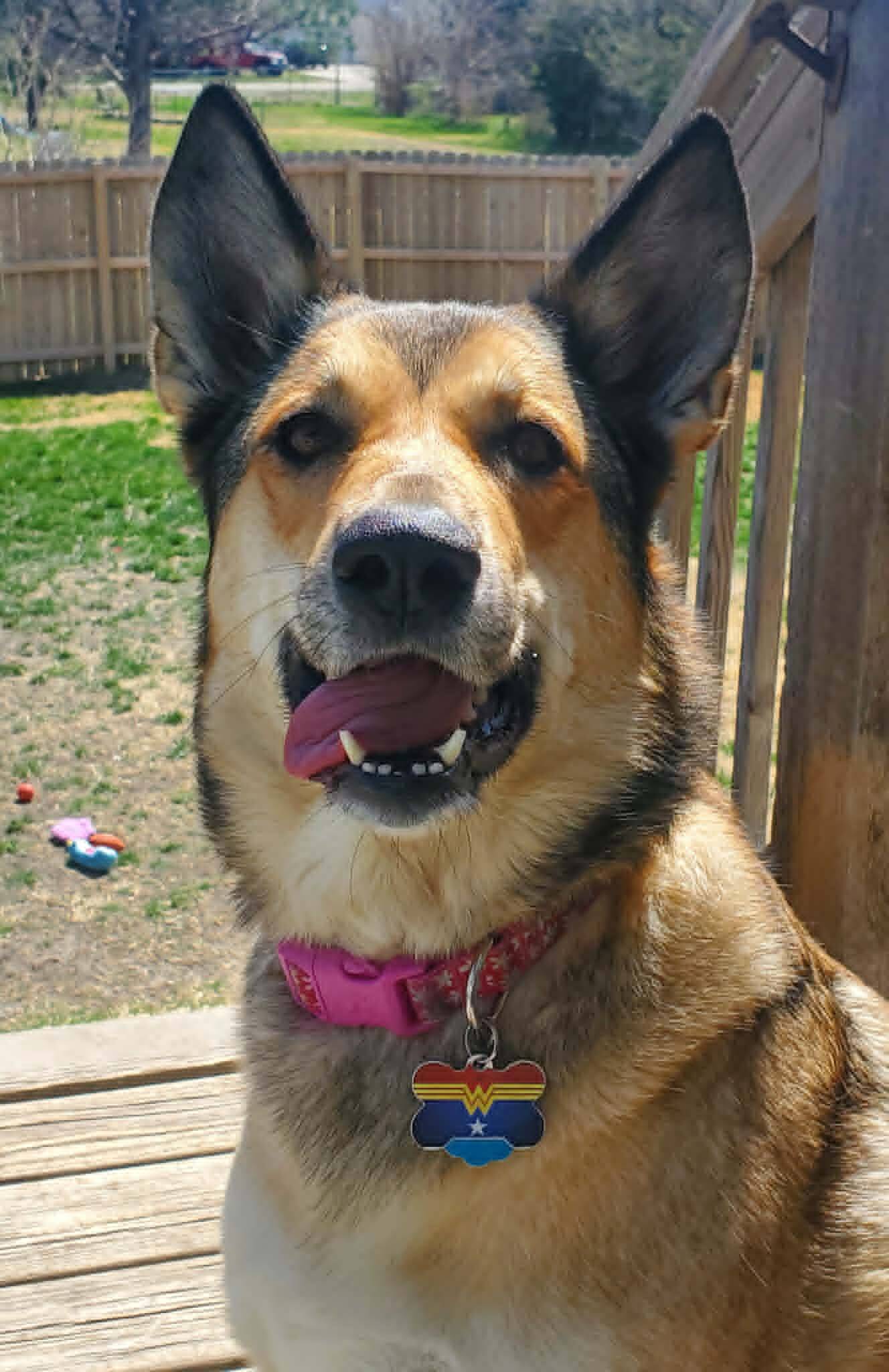 Woman checks pool camera and realizes her dog just saved a little life