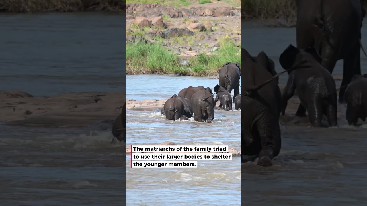 How an elephant saved her baby from raging waters