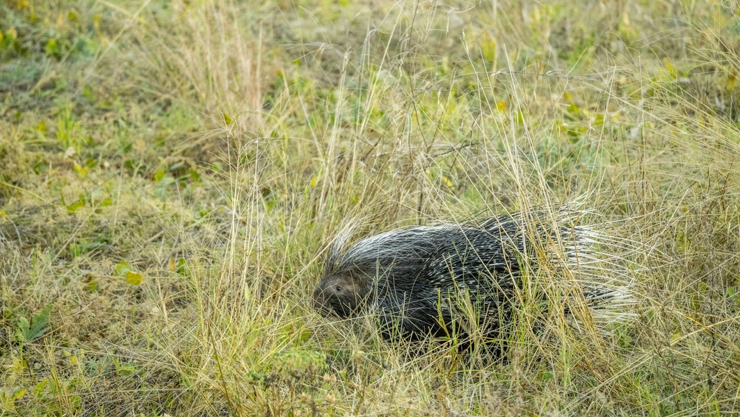 Porcupine life from quills to dinner plates