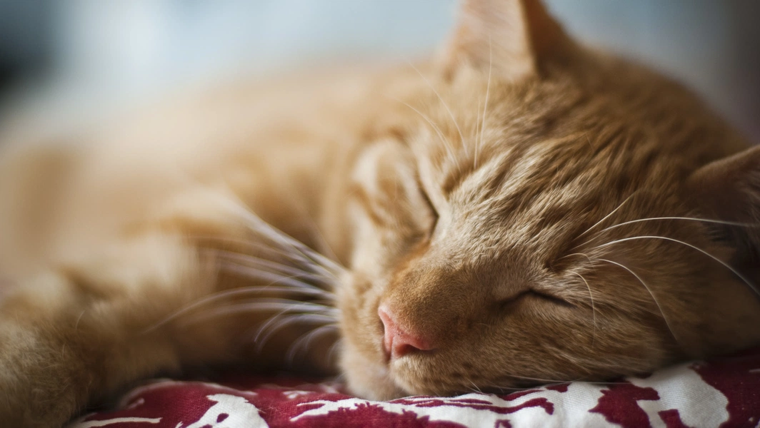 9 popular cat breeds with orange coats