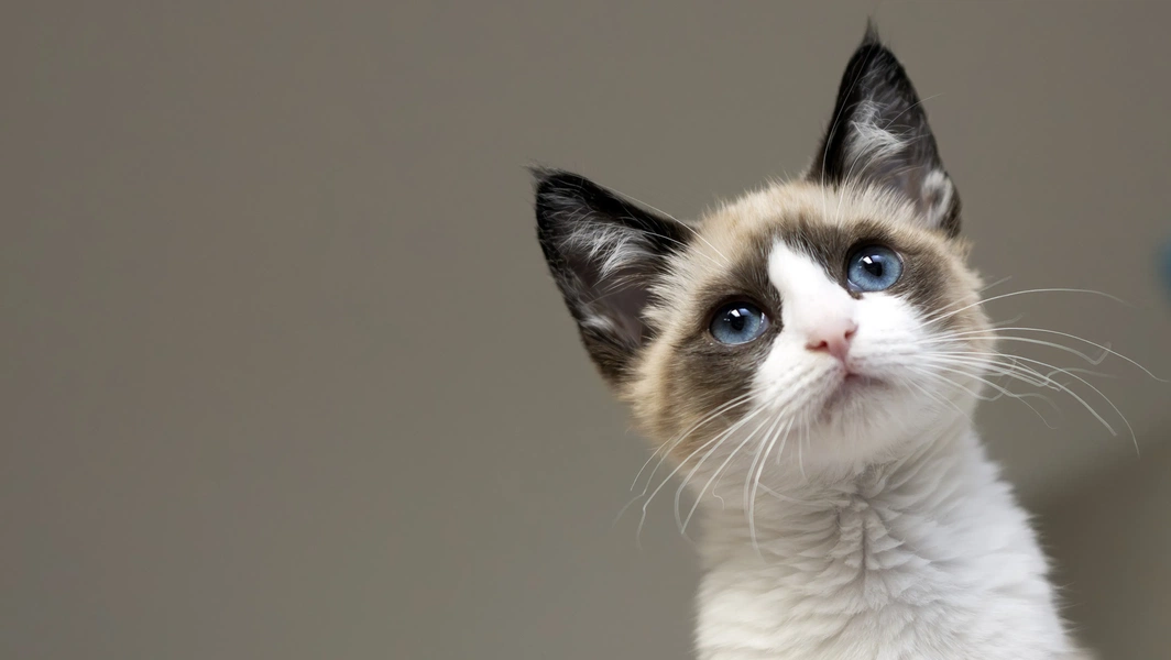 9 heartwarming and uplifting animal stories