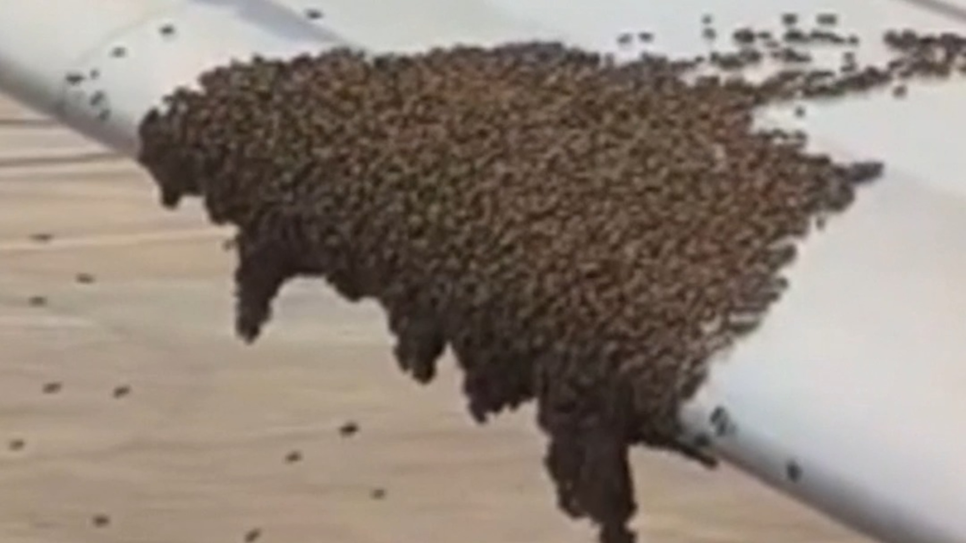 Swarm of bees causes delay on Los Angeles-bound United flight