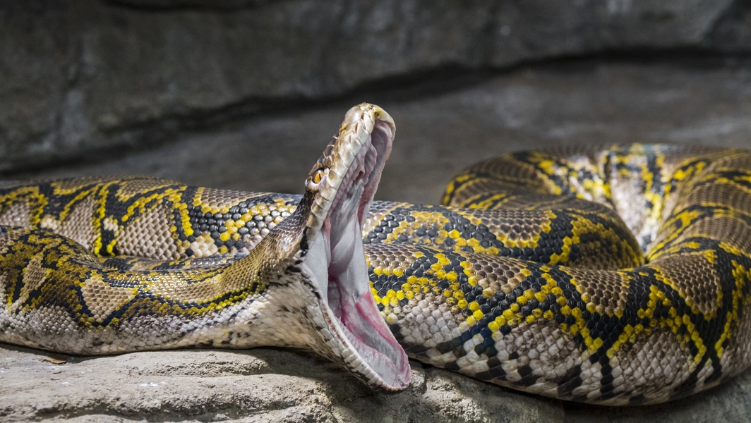 7 record-breaking giant snakes