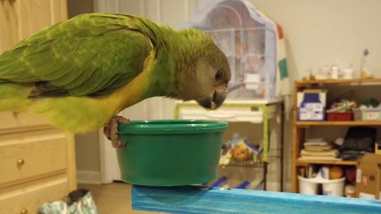 Metro Atlanta bird store responds after reports of birds testing ...