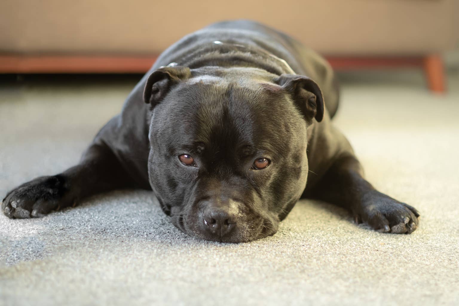 Milo the Staffy hilariously reacts when denied leftovers