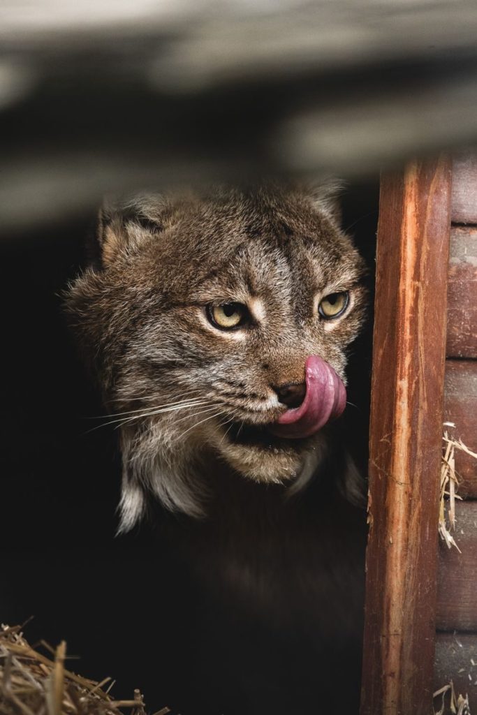 Why your greedy cat keeps stealing hidden treats