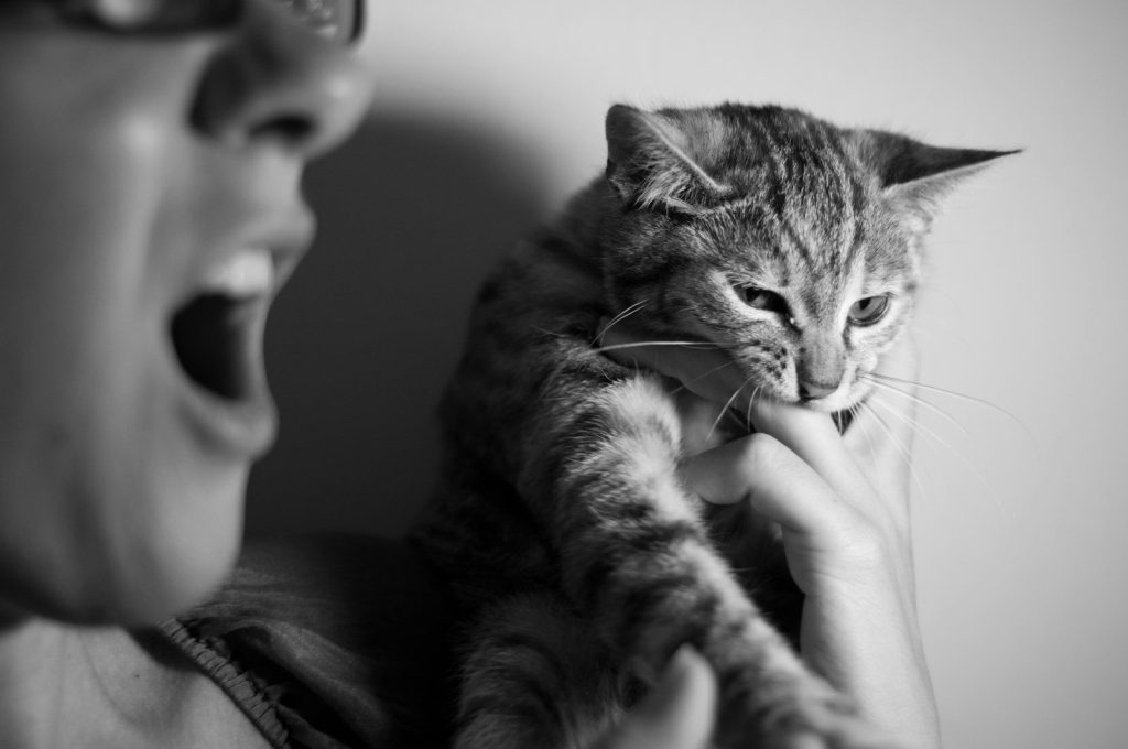 The sweet way your cat asks for cuddles