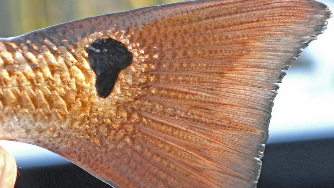 Red drum: Biology, behavior, and cultural impact
