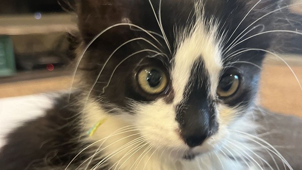 Multiple cats shot in Goshen as residents search for answers