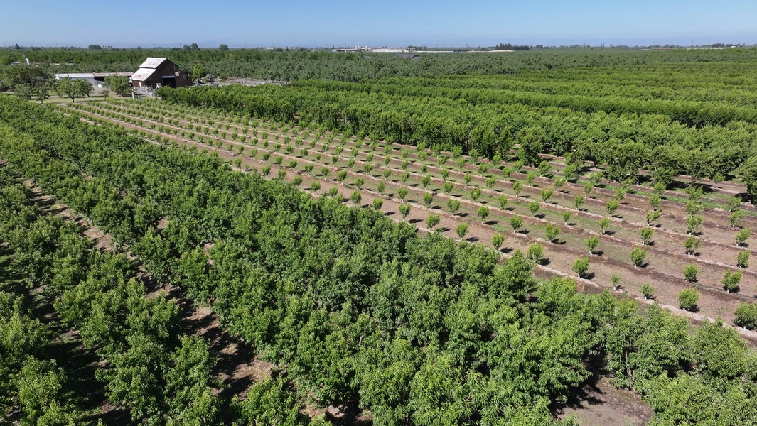 Common mistakes to avoid when growing fruit trees