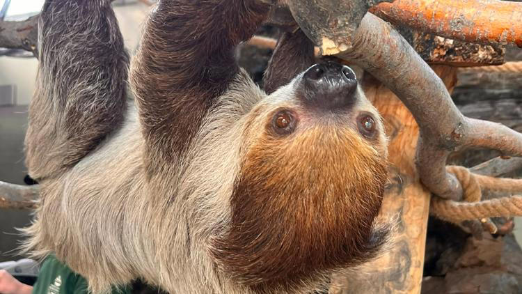 Zoo Boise welcomes new two-toed sloth