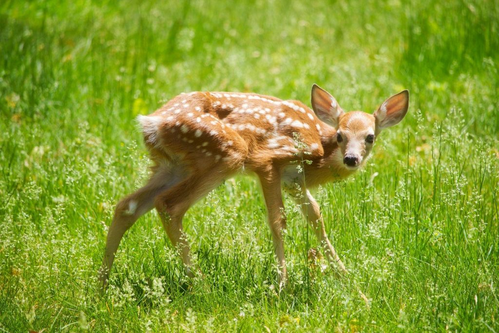Authorities rescue fawn found confined in a dog crate in Sonoma County