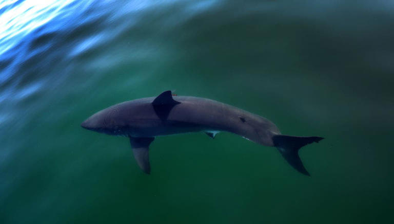 A fisherman wrestling a great white shark was caught on video. Experts ...