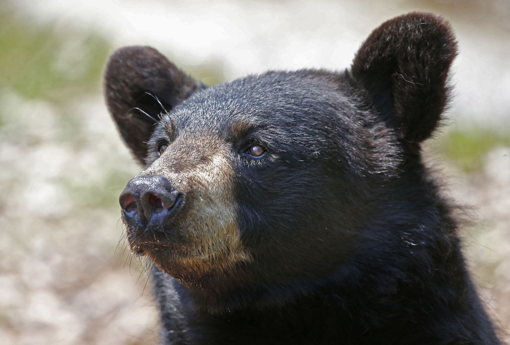 Campground south of Prescott closed due to increased bear activity
