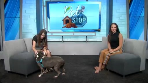 Gabriel needs a home!
