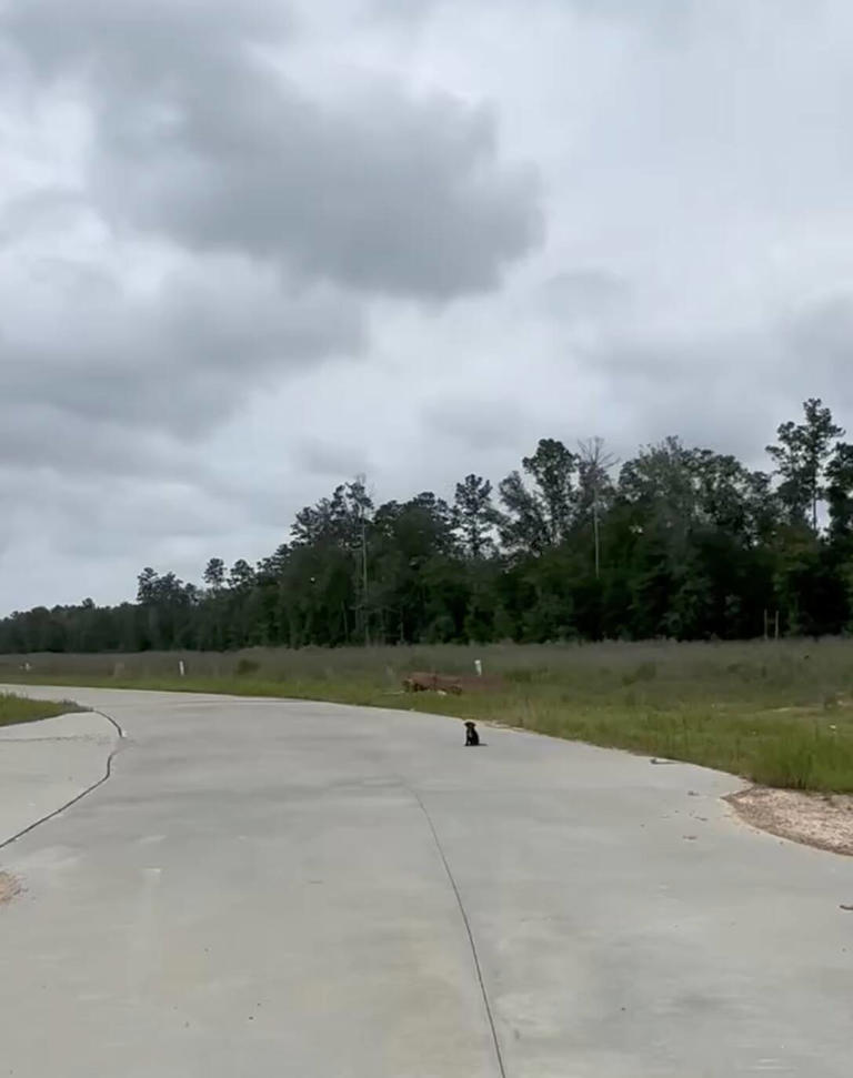 Puppy stops car and leads rescuer to his siblings living on an ...