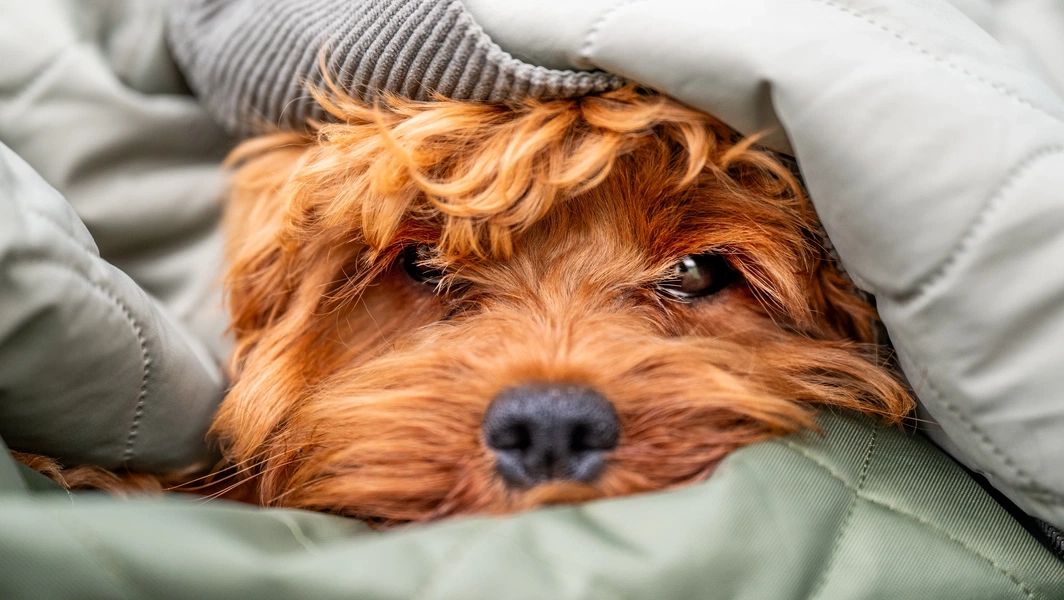 15 mistakes that can harm your dog