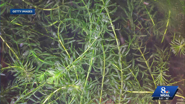 Invasive hydrilla can tangle swimmers, boaters, experts say