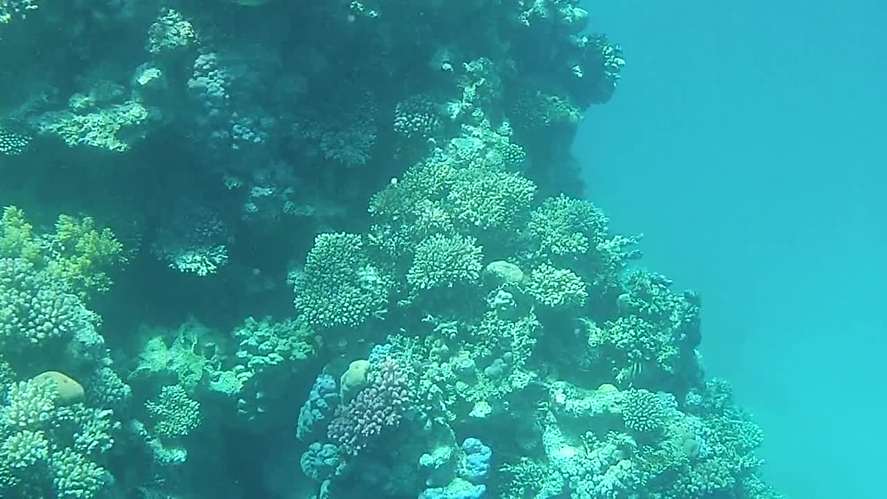 Red Sea chronicles: Life and light in Ras Mohammed National Park
