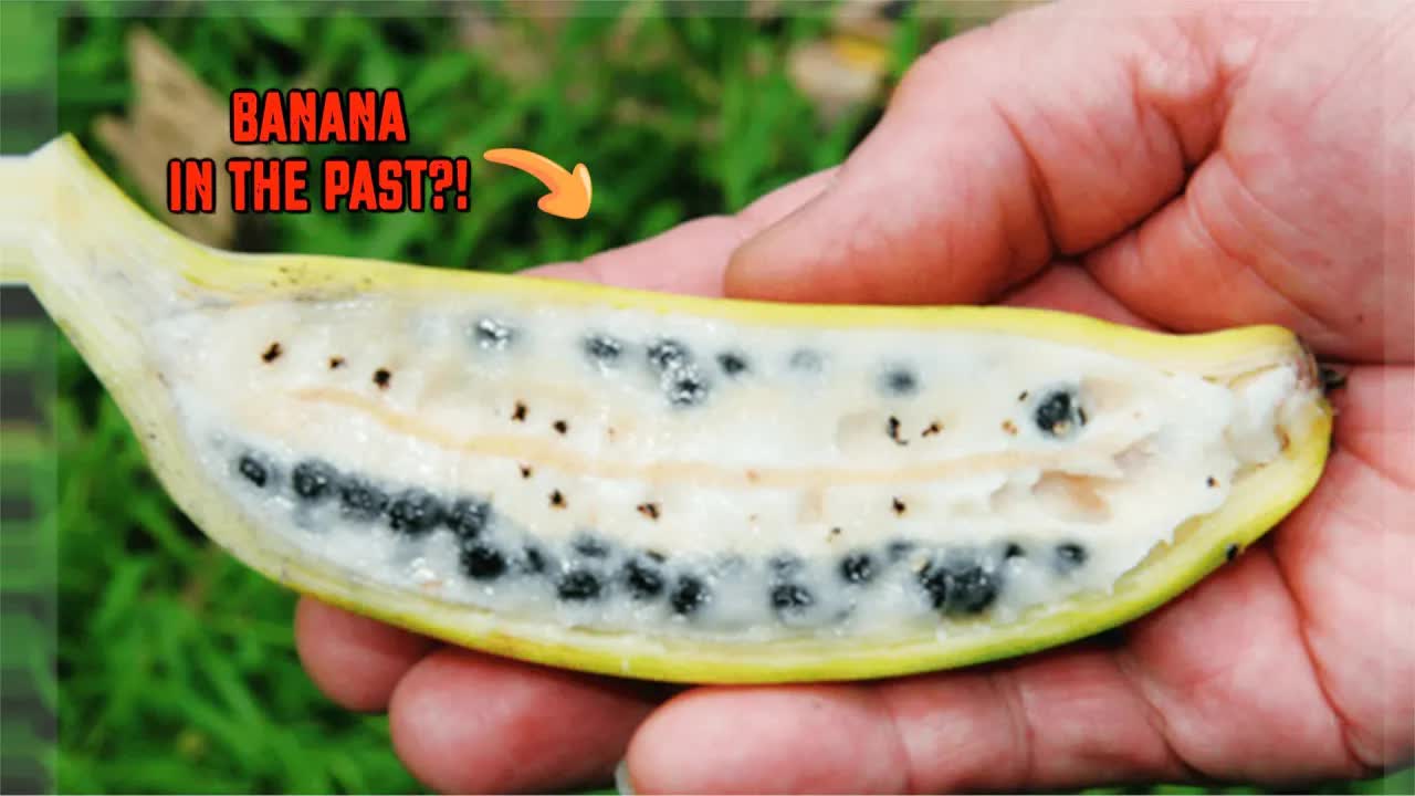 The shocking evolution of fruits and vegetables